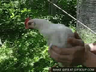 Gif De Poulet Dansant Sur Une Perche Le Lagon Bleu 🤩🤩🤩🤩