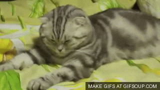 Tired GIF - Find on GIFER