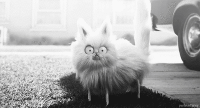 Wtf GIF - Find on GIFER