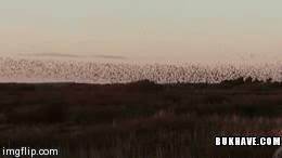 Bad quality GIF - Find on GIFER