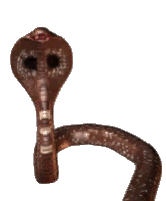 Transparent snakes GIF - Find on GIFER