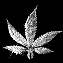 Weed GIF - Find on GIFER