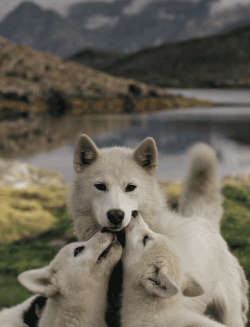 Gifs De Cachorros Lindos 12 Ideias De Gifs De Caes | Cães, Cachorro