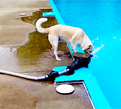 GIF dog animals pool - animated GIF on GIFER