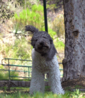 Dog animal dogs at play GIF - Find on GIFER