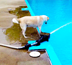 Dog animals water GIF - Find on GIFER
