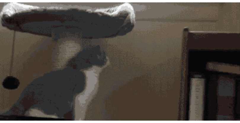 Cat fail GIF - Find on GIFER