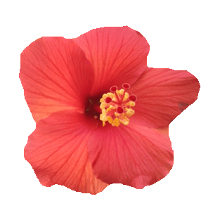 Transparent flower GIF - Find on GIFER