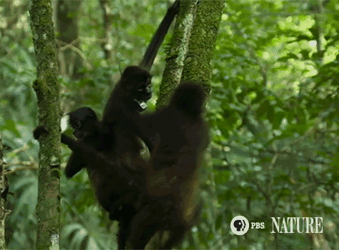 Animal GIF - Find on GIFER