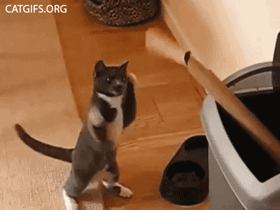 Funny animals cat kitten GIF - Find on GIFER