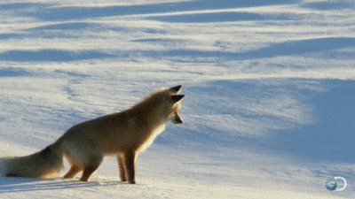 Fox animation GIF - Find on GIFER