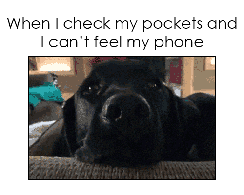 GIF reaction dog life - animated GIF on GIFER