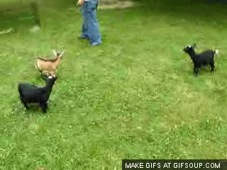 Animals GIF - Find on GIFER