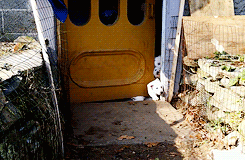 Dog animals running GIF - Find on GIFER