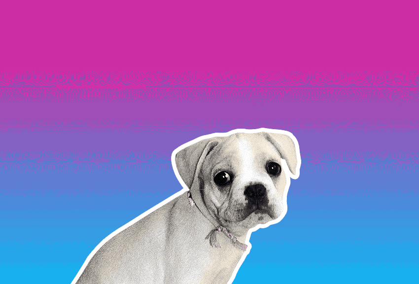 Dog keepabreast kabathon GIF - Find on GIFER