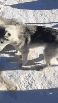 Animals dog GIF - Find on GIFER