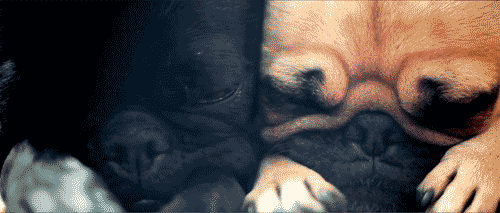 Cute dog GIF - Find on GIFER