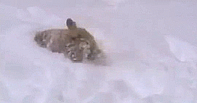Snow winter puppy GIF - Find on GIFER