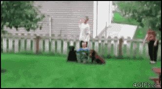 Dog win GIF - Find on GIFER