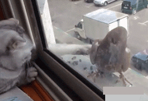 Bird cat GIF - Find on GIFER