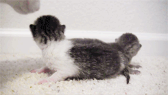 Cat animals kitten GIF - Find on GIFER