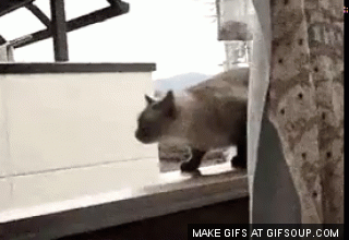 GIF cat fail images - animated GIF on GIFER