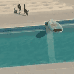 GIF water cat - animated GIF on GIFER