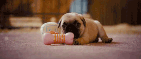 Cute GIF - Find on GIFER