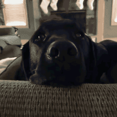 Dog reaction eyes GIF - Find on GIFER
