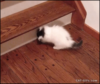 Adorable GIF - Find on GIFER