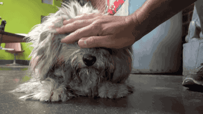 Dog animals GIF - Find on GIFER