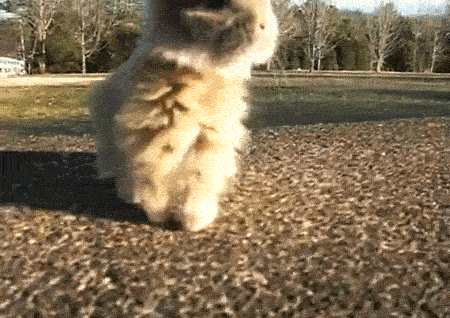 Animals GIF - Find on GIFER