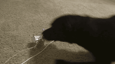 GIF dog - animated GIF on GIFER