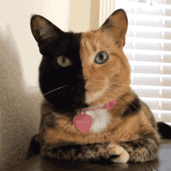 GIF cat animals - animated GIF on GIFER