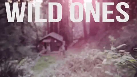 Wild ones GIF - Find on GIFER
