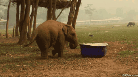 GIF animal fail - animated GIF on GIFER