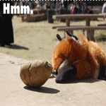 Nom GIF on GIFER - by Nuadahuginn