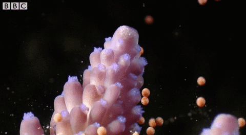 Nature ocean coral GIF on GIFER - by Burim