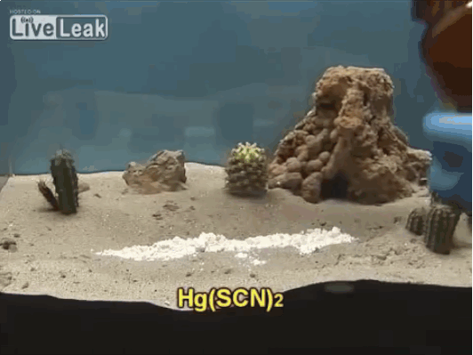 Coral reef GIF on GIFER - by Voodoodal