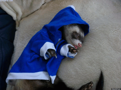 Ferret GIF on GIFER - by Takazahn