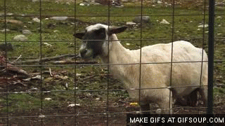 GIF dexters laboratory comiendo come - GIF animado en GIFER - de Brahn