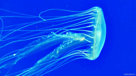 Jellyfish jelly fish GIF on GIFER - by Makree