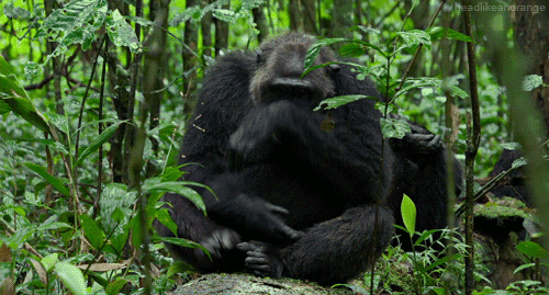 Monkey chimpanzee GIF on GIFER - by Granilen