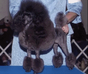 Poodle GIF on GIFER - by Steelmane