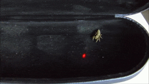 GIF geometry design photoshop - animated GIF on GIFER - by Conjulsa