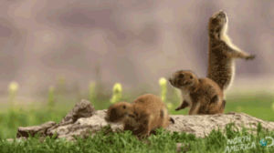 Prairie GIF on GIFER - by Faejind