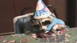 Raccoon GIF on GIFER - by Gogore