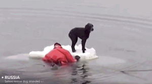 The rescuers GIF - Find on GIFER