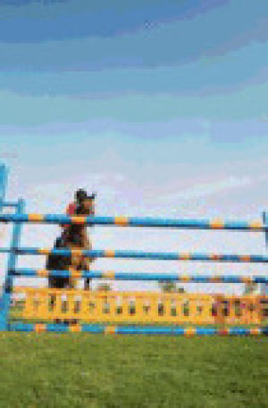 Horse equestrian horses GIF on GIFER - by Maurr