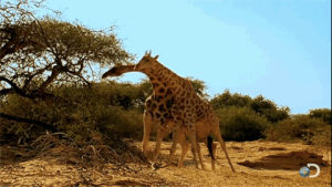 GIF discovery channel - animated GIF on GIFER